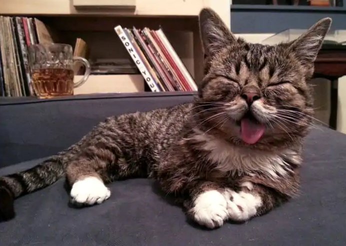 Internet's Famous Cat Lil Bub Passed Away But Left An Inspiring Tale To ...