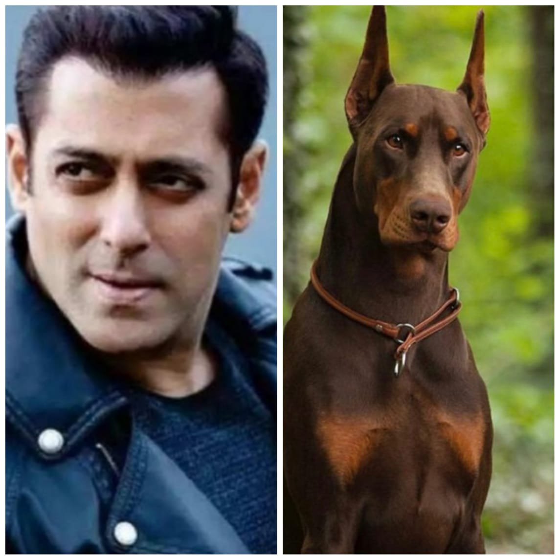 These 8 Celebrities Should Own These Furry Babies According To Their ...