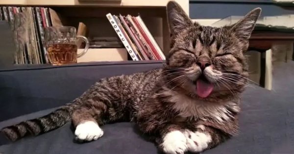 Internet's Famous Cat Lil Bub Passed Away But Left An Inspiring Tale To ...