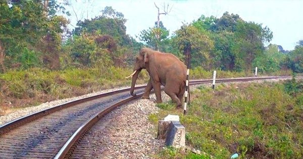 Two Elephants Killed By Speeding Train In West Bengal In Yet Another ...