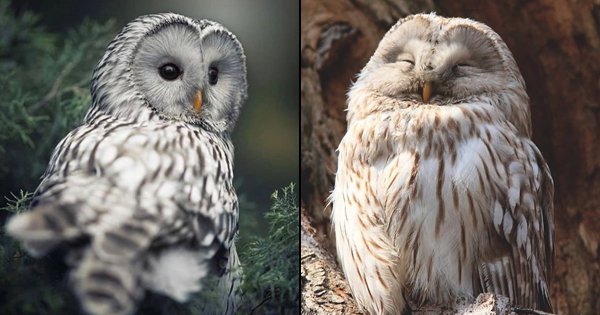 18 Pictures Of Lovable Owls On Instagram