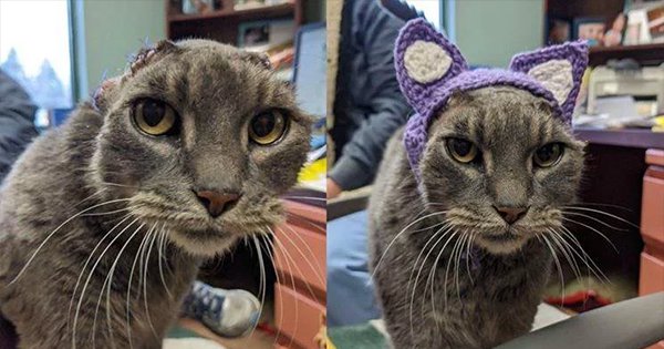 Stray Cat Without Ears Has New Set Of Purple Ones Thanks To Animal ...