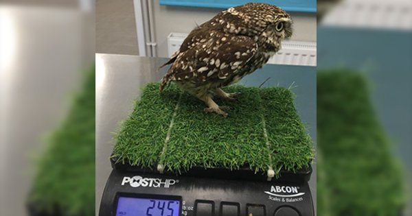 Meet Plump, The Fluffy Owl Who Had To Be Rescued After She Became 'Too ...
