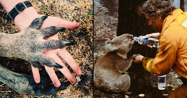 10 Instances Of People Helping Animals During Australian Bushfires