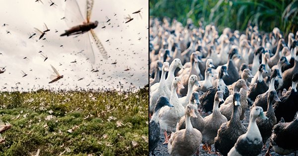 China Could Be Sending An Army of Ducks To Fight The Locust Problem In ...