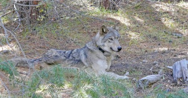 An Endangered Wolf Walked 9,000 Miles To Find A Mate But Eventually ...