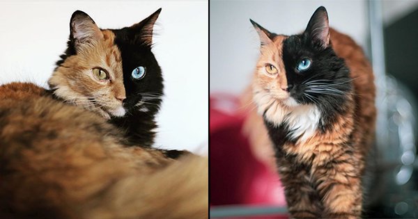 Quimera, The Gorgeous Two-Faced Cat Is The Most Adorable Cat I've Seen ...