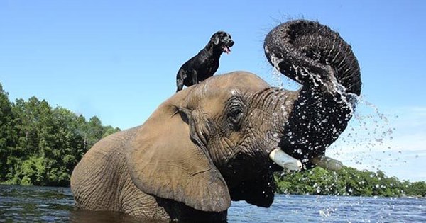15 Adorable Pictures Of Animal BFFs To Send To Your Bestie Right Now ...