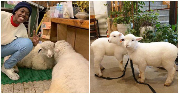 Sheep Cafe in Seoul, South Korea