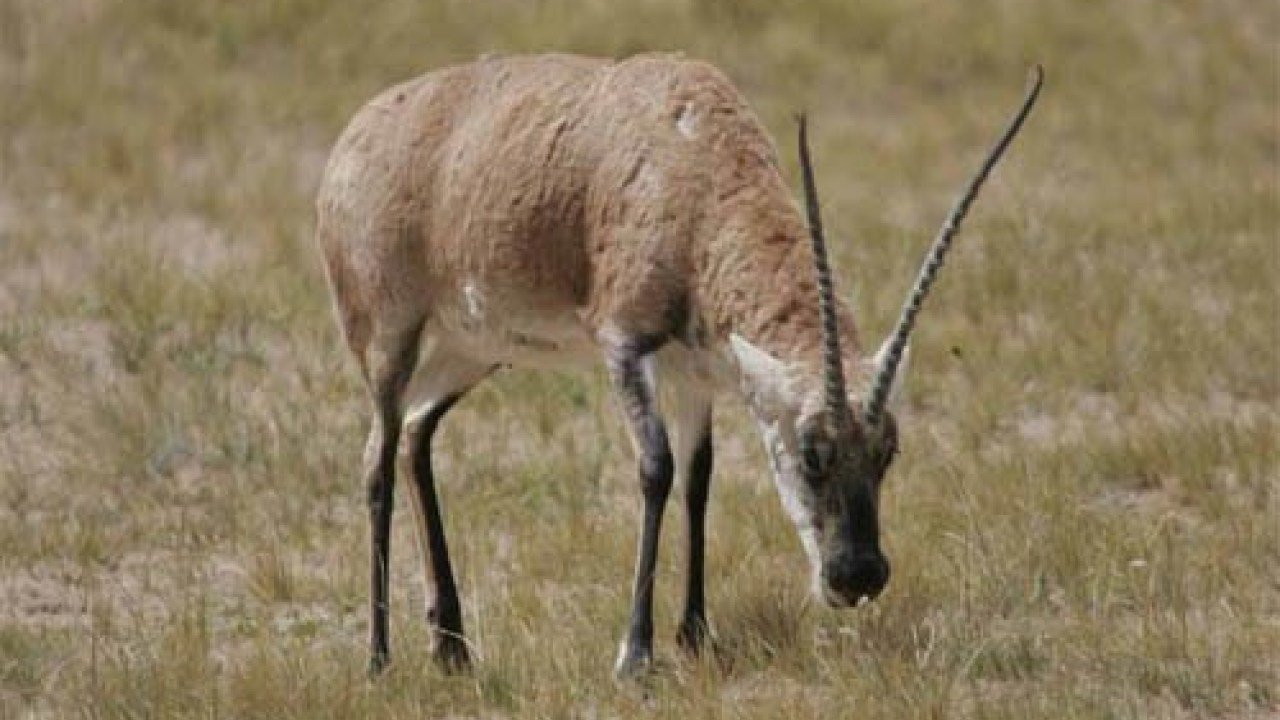 16 Exotic & Rare Animals Species That Make India's Biodiversity Truly ...