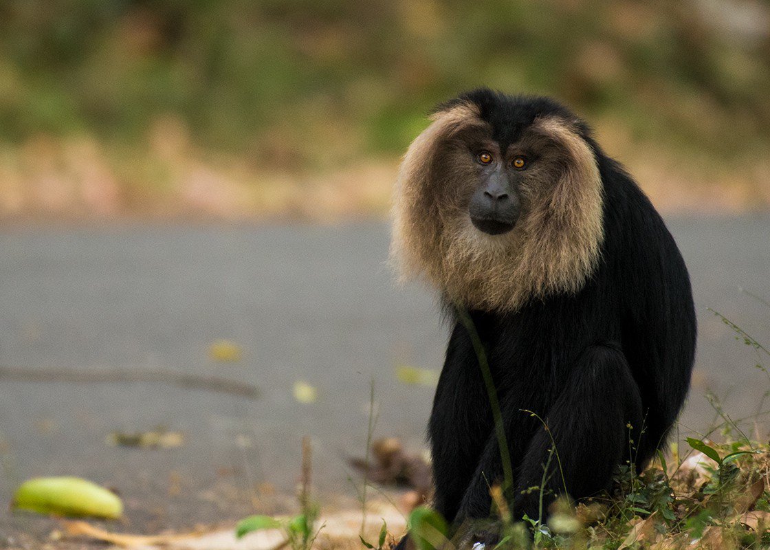 16 Exotic & Rare Animals Species That Make India's Biodiversity Truly ...