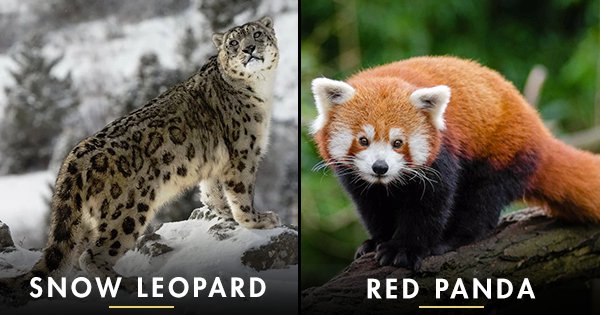 16 Exotic & Rare Animals Species That Make India's Biodiversity Truly ...