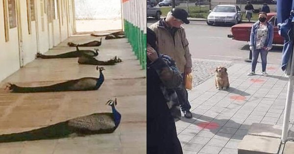 Animals & Birds That Are Better At Social Distancing Than Humans