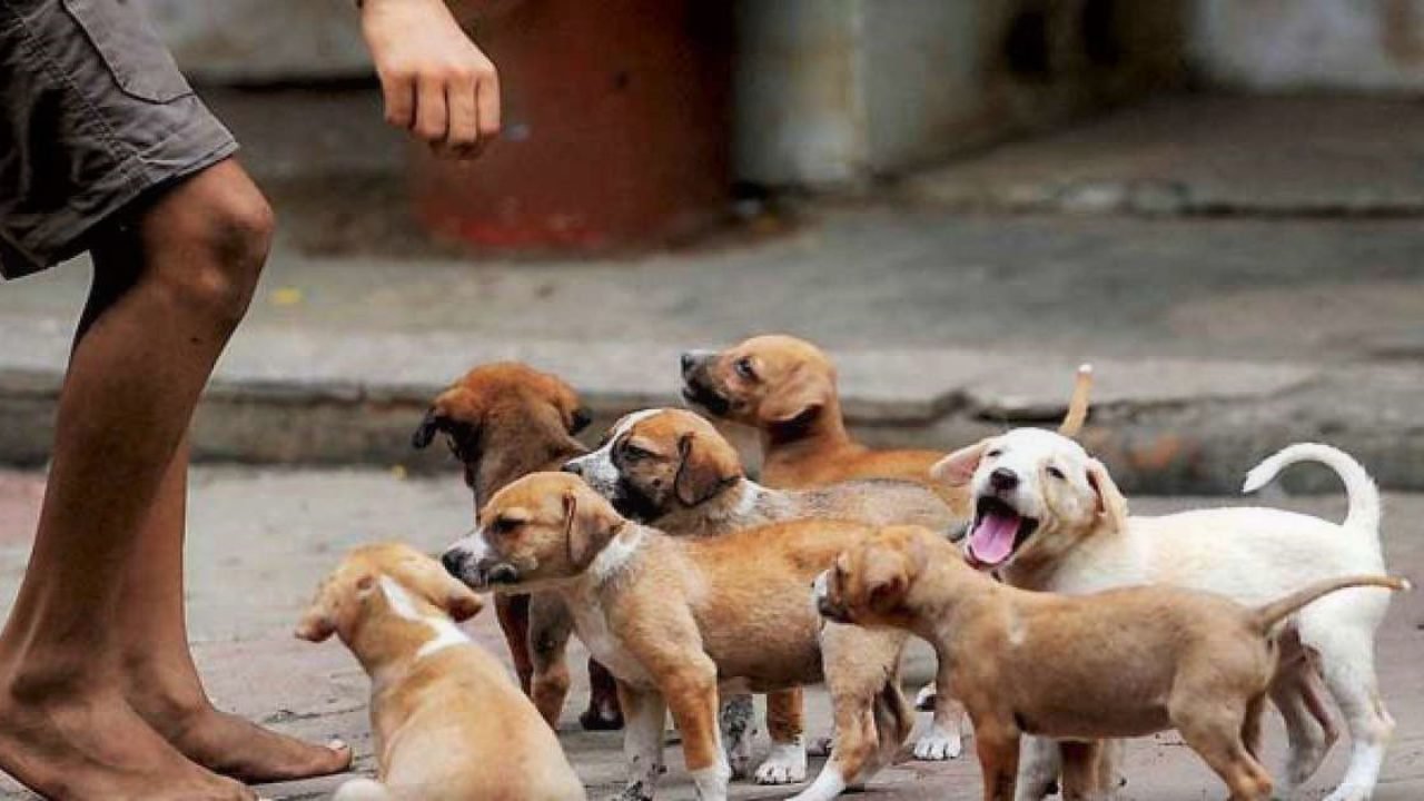 Jaipur Municipal Corporation Joins NGOs To Help Feed Stray Animals ...