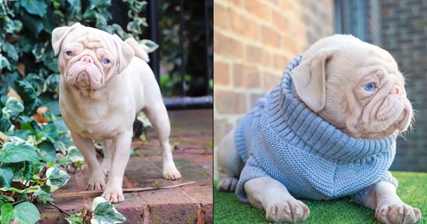Meet Milkshake, A Rare Pink Pug & A True Beauty Who Has Captivated The ...