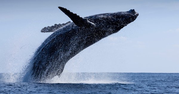Why Are Whales So Important To Curb Climate Change?