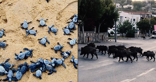 These Stories Of Animals On The Loose Are All You Need To Lift Your ...