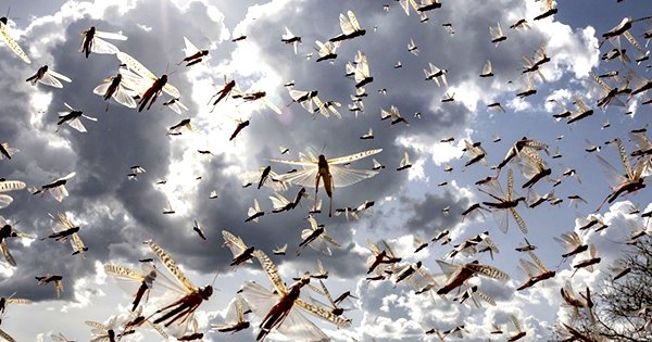 Everything To Know About Locust Swarms That Are Creating Havoc Across ...
