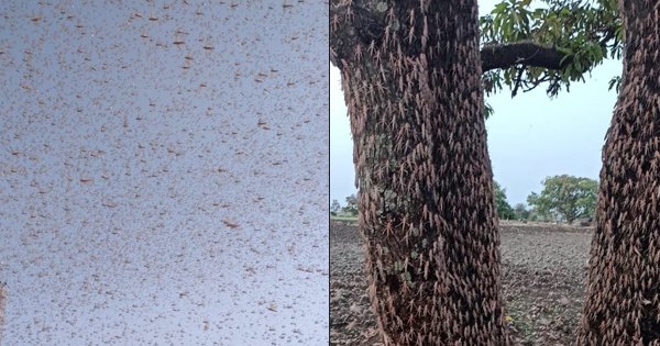 People Are Sharing Chilling Visuals From India's Worst Locust Attack In ...