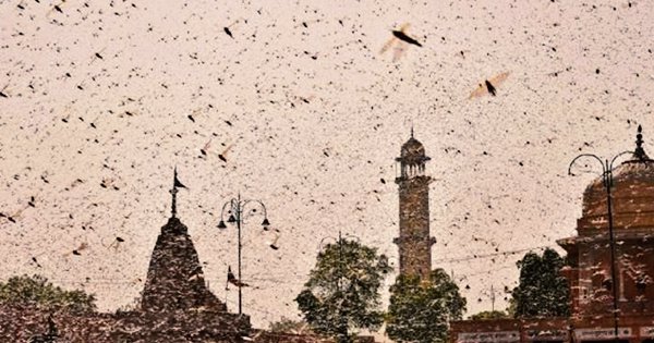 Why Should You Be Concerned About The Most Severe Locust Attack In India