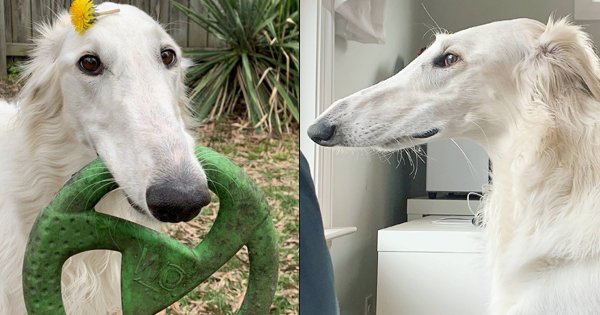 Adorable Doggo With The Longest 12-Inch Nose Is The Newest Insta Celeb ...
