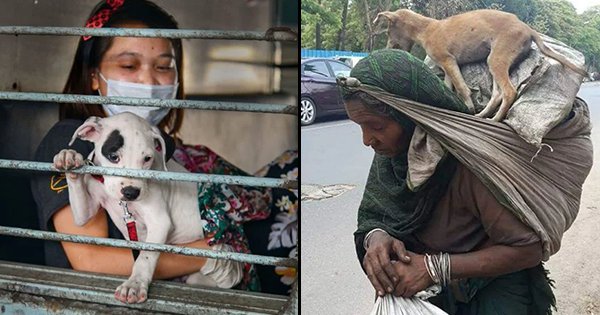 7 Times Migrants Chose Not To Abandon Their Pets During Lockdown ...