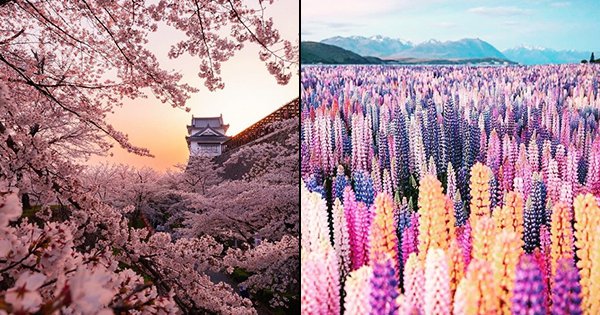 In Pics: Flowers Around The World Are In Full Bloom As Spring Erupts ...