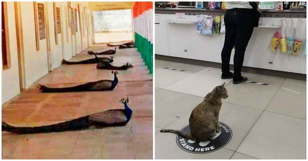 16 Pictures Of Animals Being Way Better At This Social Distancing Thing ...