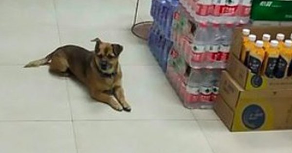 Another Hachiko: This Doggo Waited For 3 Months For His Owner Who Died ...
