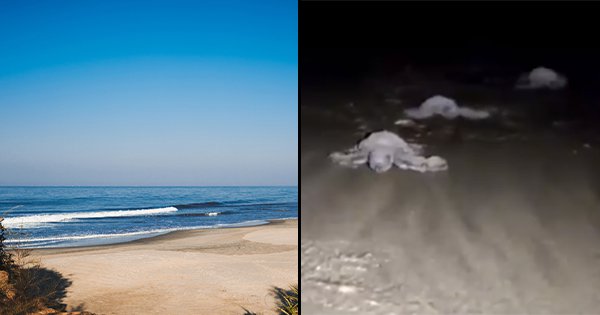 After Odisha, Olive Ridley Turtle Hatchlings Emerge From Nests In Goa's ...