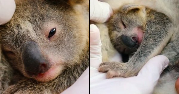 This Image Of The First Baby Koala Born After The Bushfire Is The Only ...