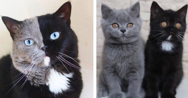 Unique Two-Toned Cat Narnia Fathers Kittens Of Both Shades In Cutest ...