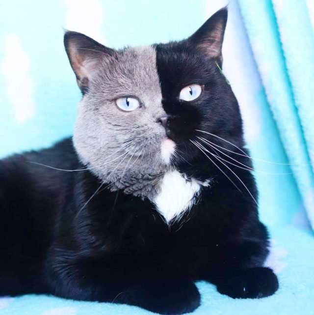 Unique Two-Toned Cat Narnia Fathers Kittens Of Both Shades In Cutest ...