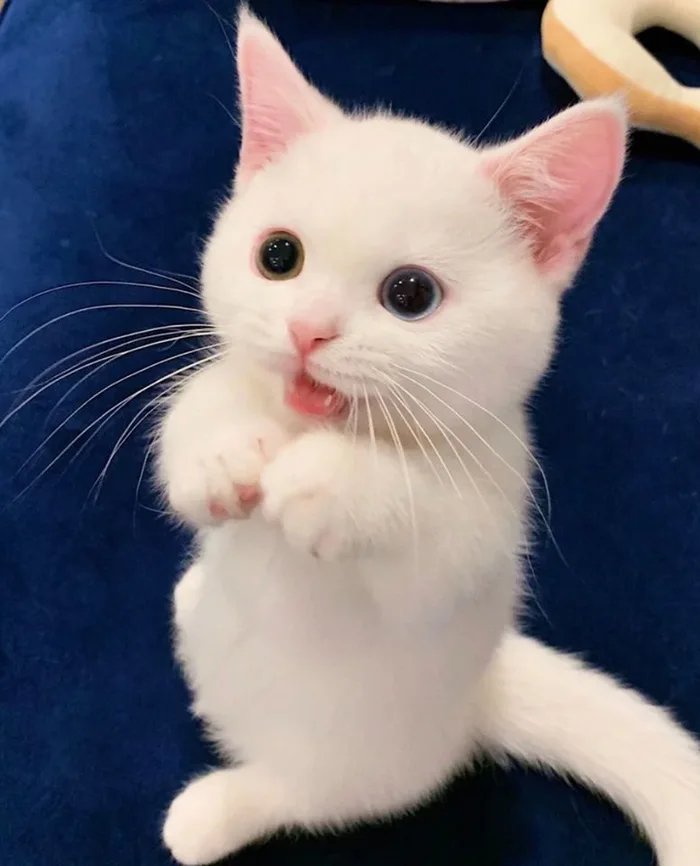 The Internet's Favourite Kitten, Dan Zai Will Melt Your Heart Into A ...