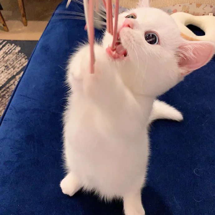 The Internet's Favourite Kitten, Dan Zai Will Melt Your Heart Into A ...