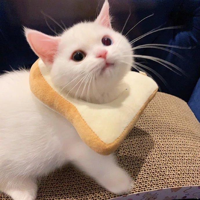 The Internet's Favourite Kitten, Dan Zai Will Melt Your Heart Into A ...