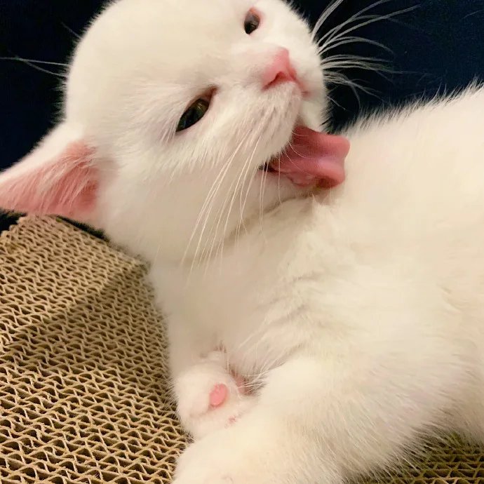 The Internet's Favourite Kitten, Dan Zai Will Melt Your Heart Into A ...