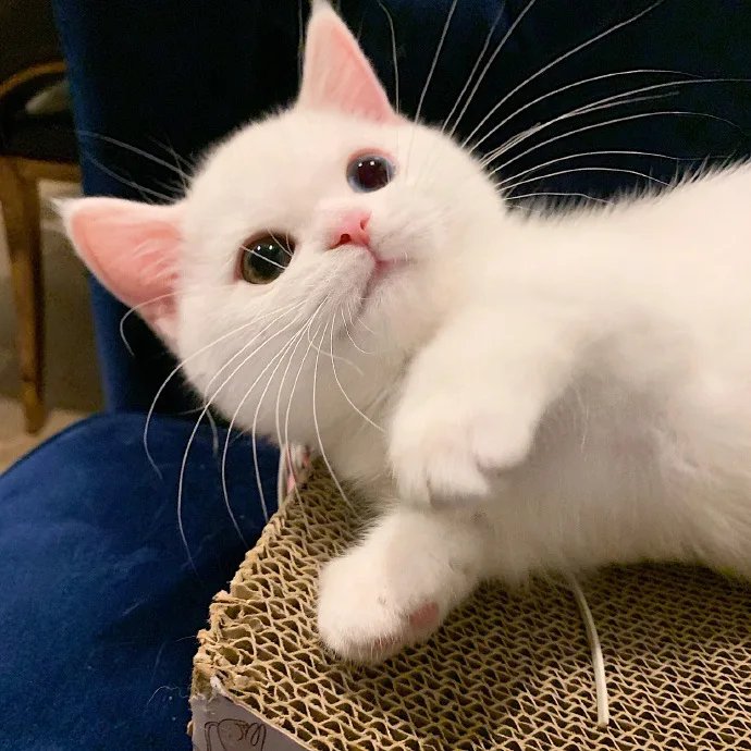 The Internet's Favourite Kitten, Dan Zai Will Melt Your Heart Into A ...