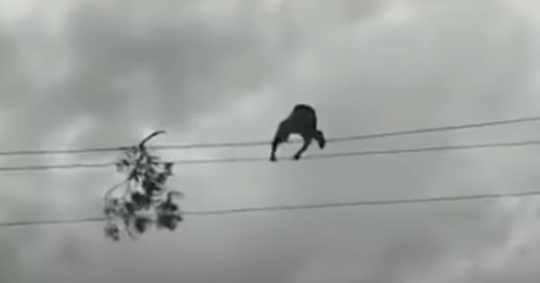 This Man Risked His Life By Climbing On A High-Tension Wire Without Any ...