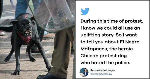 The Story Of El Negro Matapacos: A Chilean Stray Dog That Became The ...