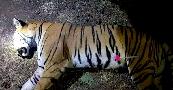 6 Instances Of Animal Cruelty That Show We Humans Are The Real Animals ...