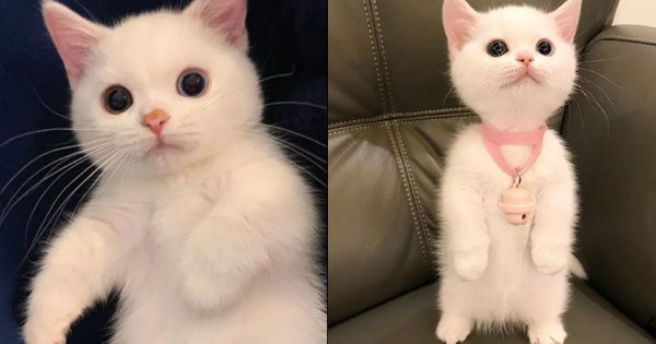 The Internet's Favourite Kitten, Dan Zai Will Melt Your Heart Into A ...