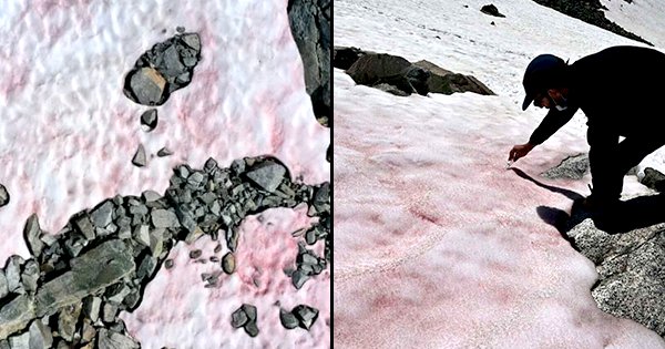 It's 2020 So Of Course The Snow Turning Pink In The Alps Is Bad News ...