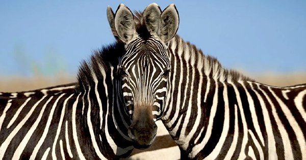 Guess Which Zebra Is Looking At The Camera: This Optical Illusion Has ...