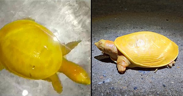 For Every Horrible Thing 2020 Showed Us, We Also Got An Adorable Rare ...