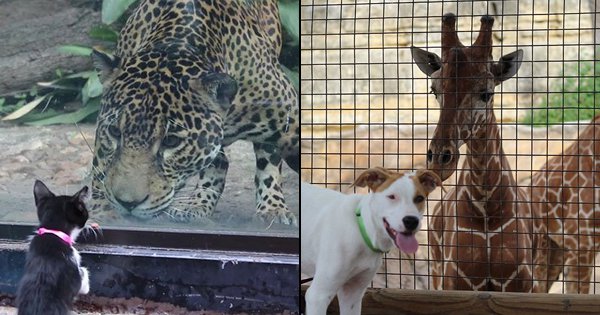 Shelter Pets Go On A Field Trip To Meet Wild Animals At The Zoo & It's ...