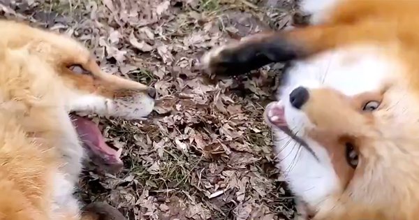 Ever Heard A Fox Laughing With Joy? This Viral Video Shows You Two Of Them