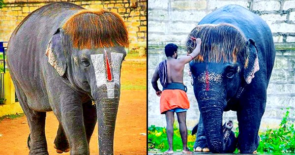 Meet 'Bob-Cut' Sengamalam, An Elephant In Tamil Nadu Whose Hair Game Is ...