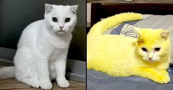 This Cat Took A Turmeric Bath & Now Looks Like Pikachu