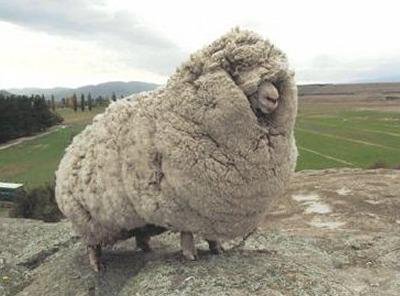 Being Soft Doesn't Mean You're Weak: Sheep Survives Wolf Attack Thanks ...